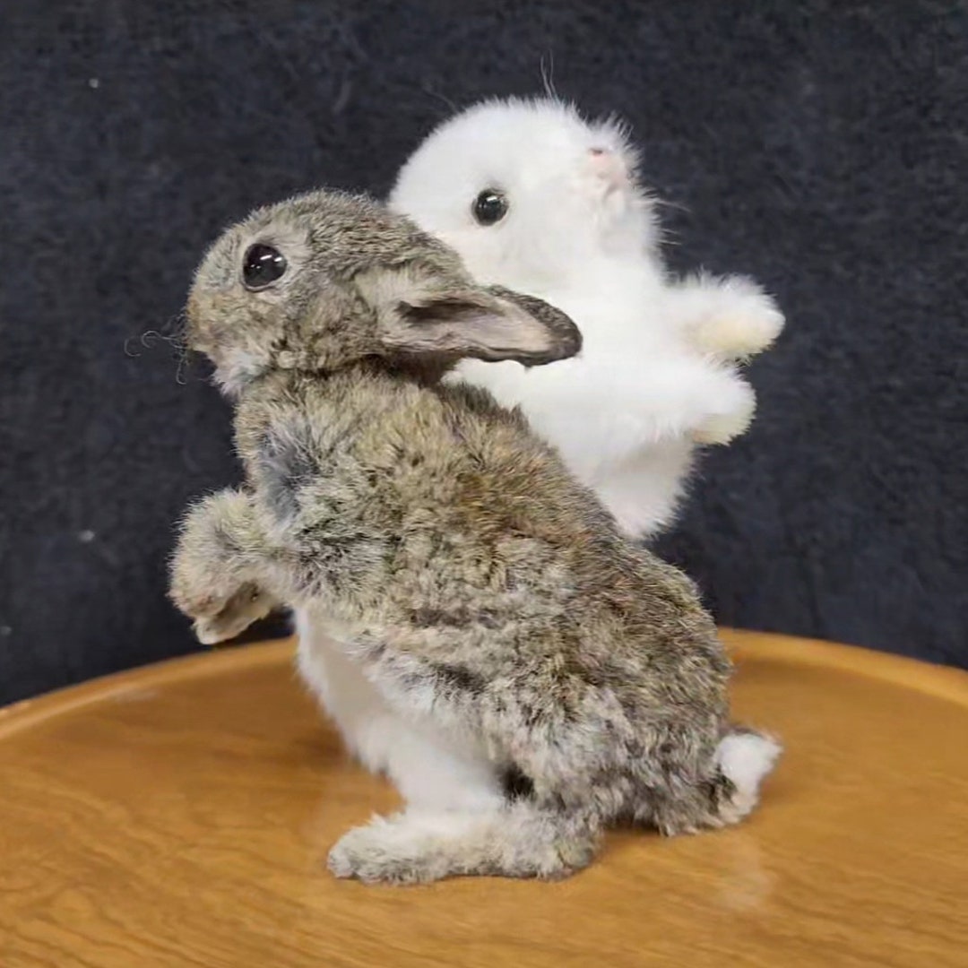 Baby Rabbit Taxidermy - Etsy