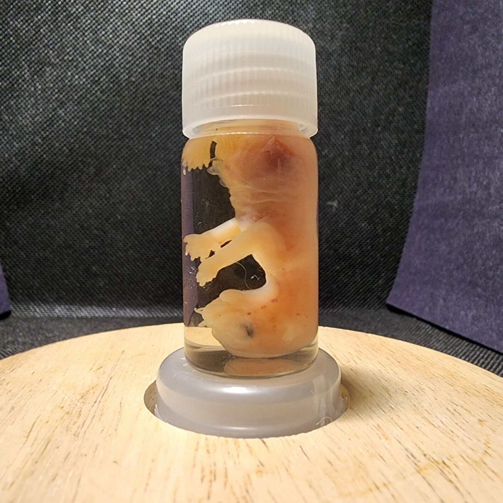 Fetal Feline Kitten Fetus Wet Specimen Taxidermy Oddity Gift - Etsy