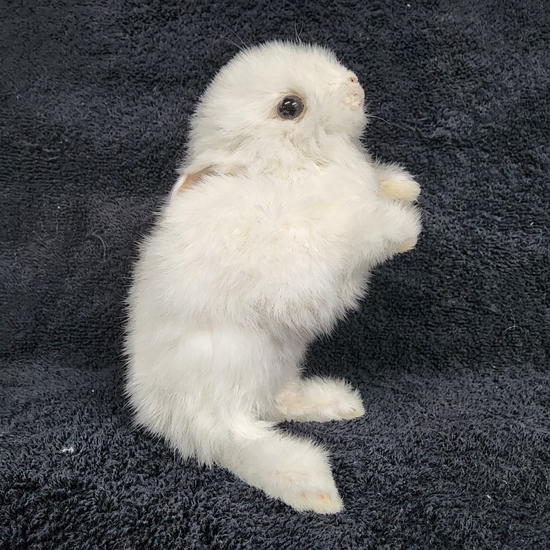 Baby Rabbit Taxidermy - Etsy