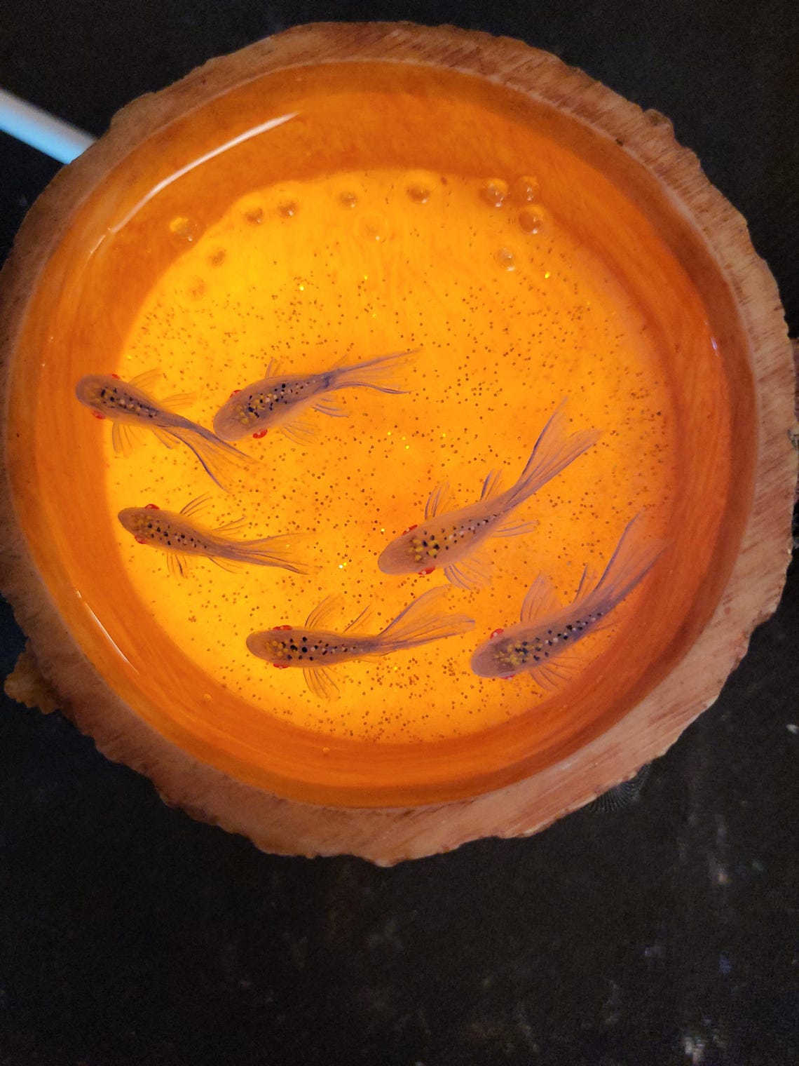 3D Koi Fish Resin Hand Painting Unique Gift for Fish Lovers Lucky Feng ...