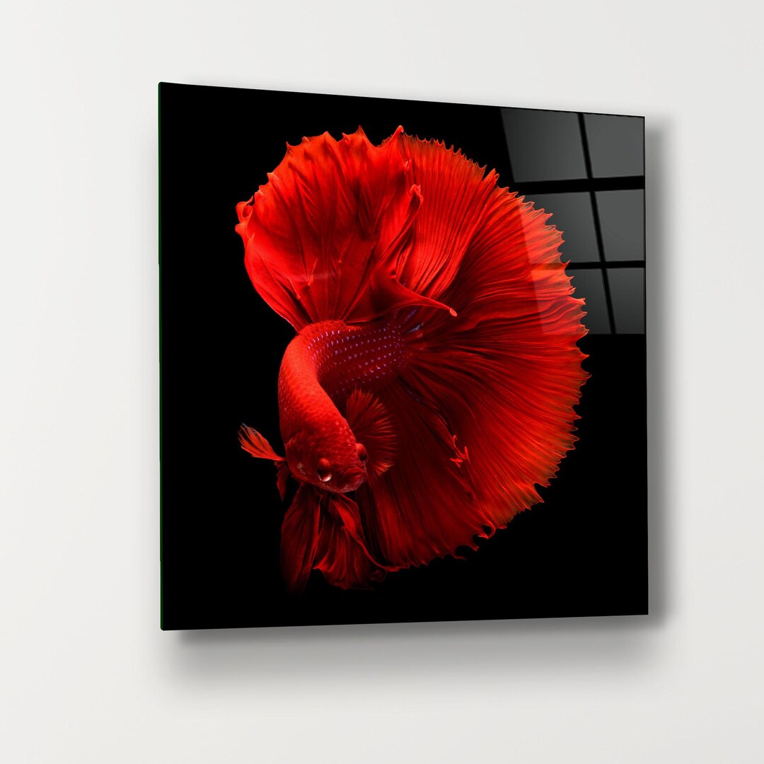 Red Dragon Siamese Fighting Fish, Betta Fish Isolated on Black Sea ...