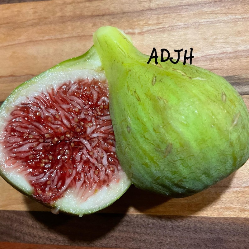 Fig Smith Cuttings - Etsy