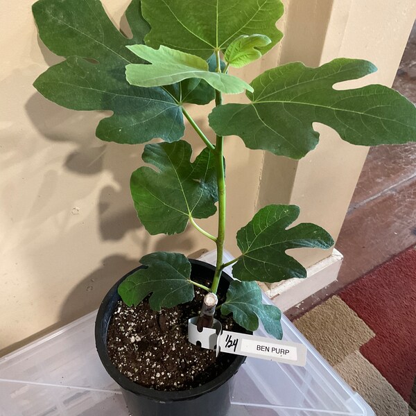 Smith Fig Tree - Etsy