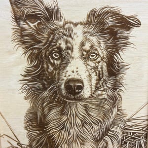 Australian Sheppard Engraving, Custom Laser Engraved Dog Portrait on ...