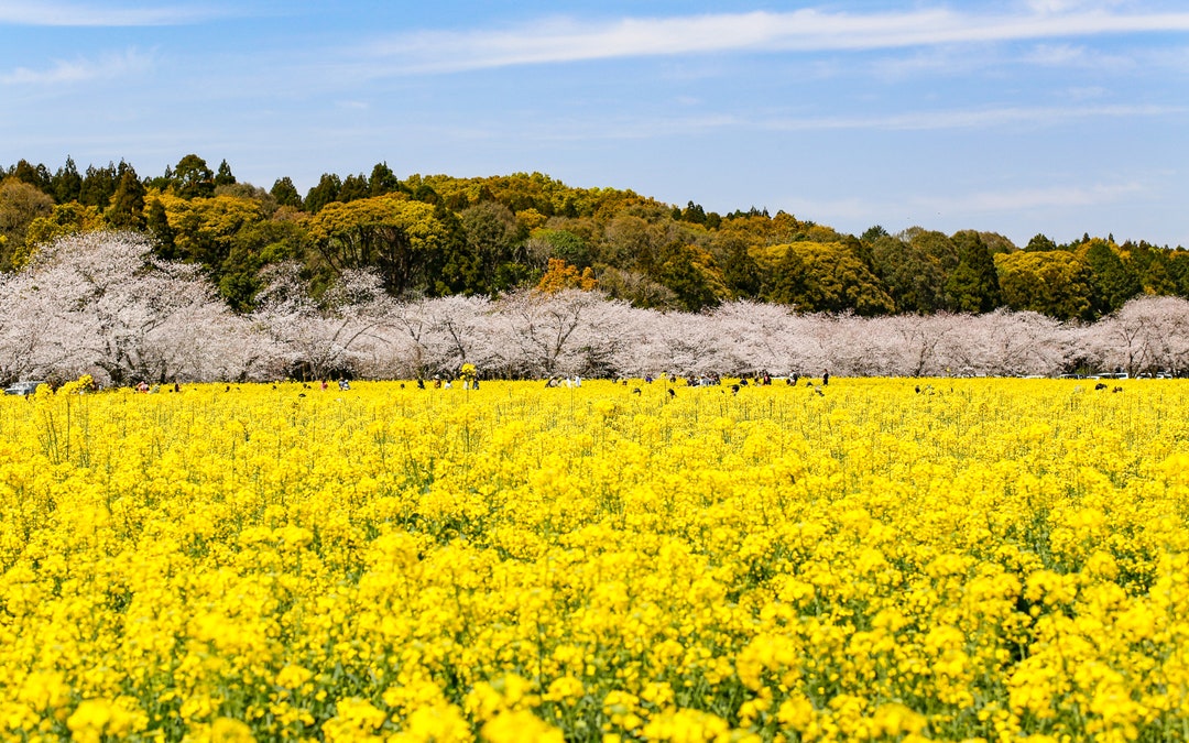 Saitobaru Burial Mounds, Print-at-home Wall Art, Digital Download ...