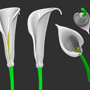 Kala Lily Flower STL Digital File for 3D Printing - Etsy Australia