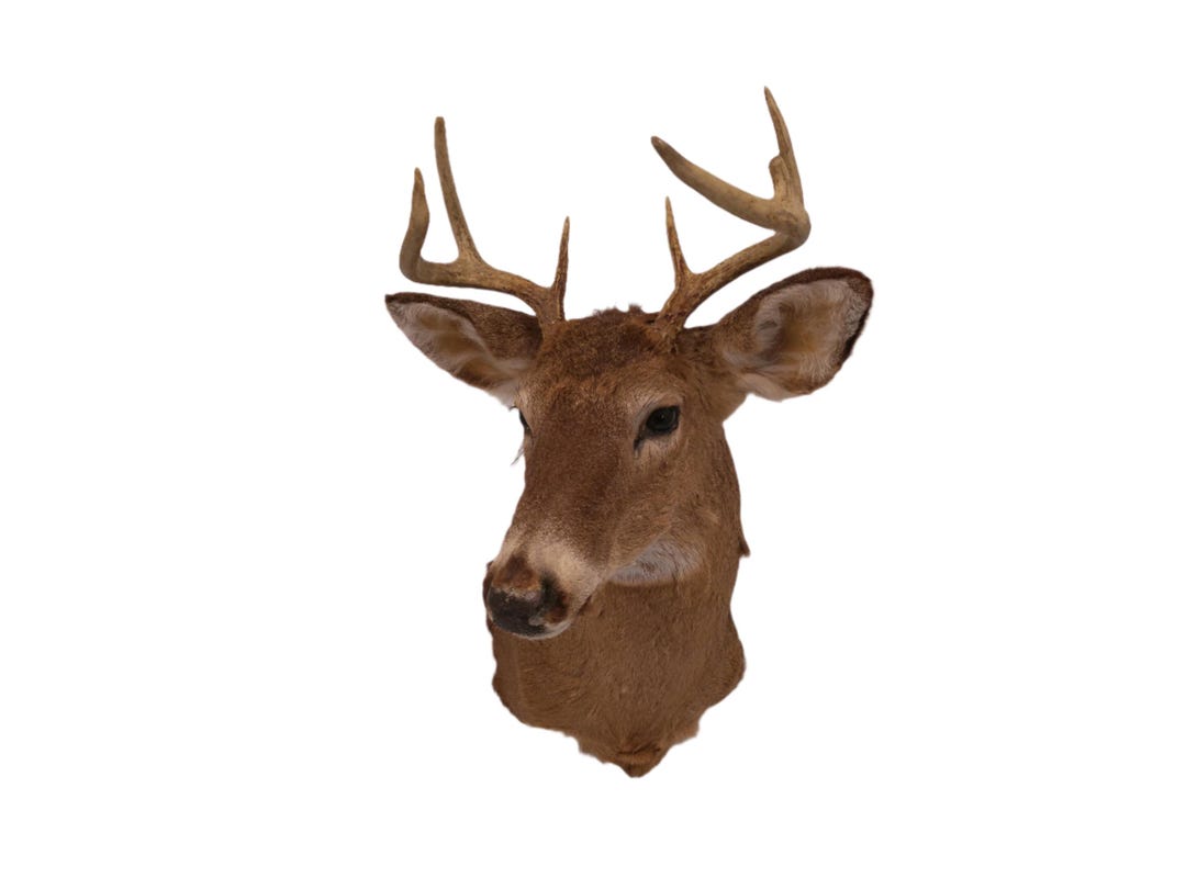 Deer Head Mount 8 Point Buck Taxidermy #3 - Etsy