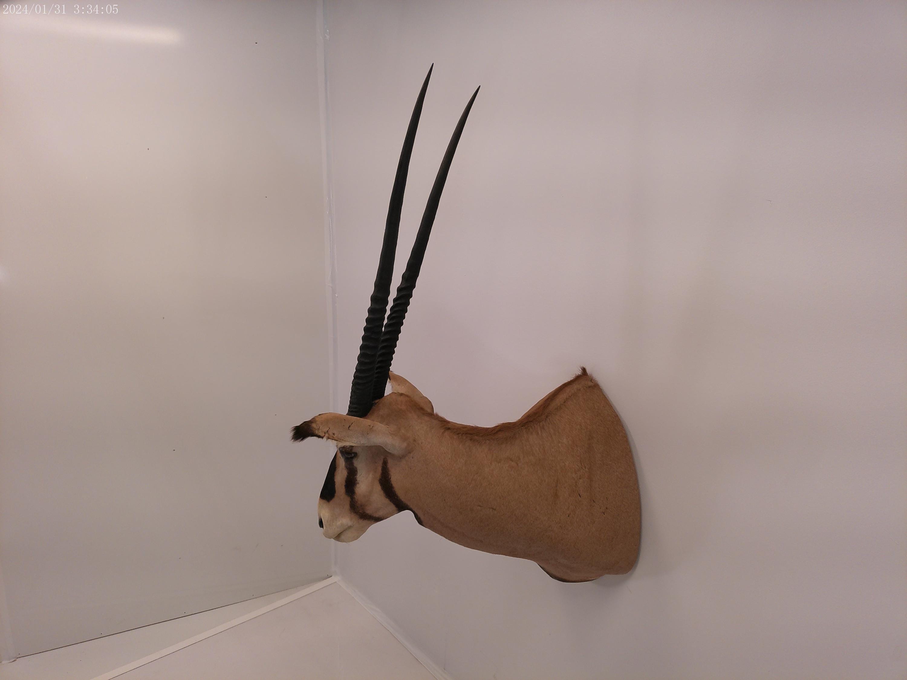 African Oryx Gemsbok Shoulder Mount Taxidermy Trophy - Etsy