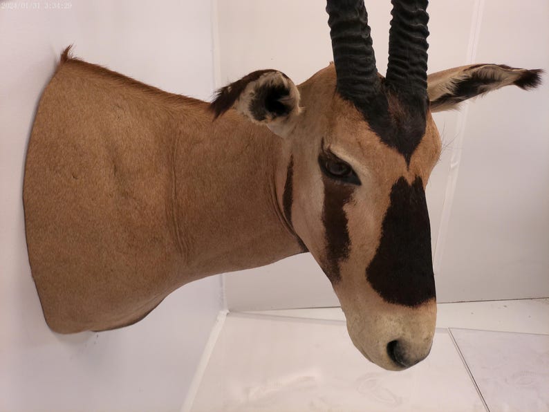 African Oryx Gemsbok Shoulder Mount Taxidermy Trophy - Etsy
