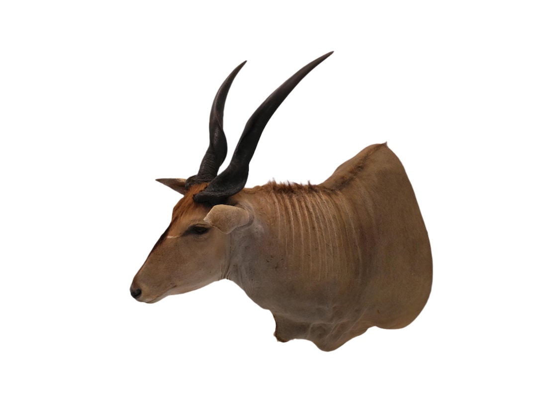 African Eland Taxidermy Large Shoulder Mount - Etsy