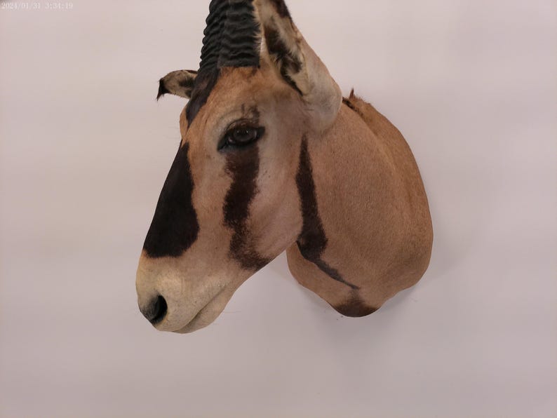 African Oryx Gemsbok Shoulder Mount Taxidermy Trophy - Etsy