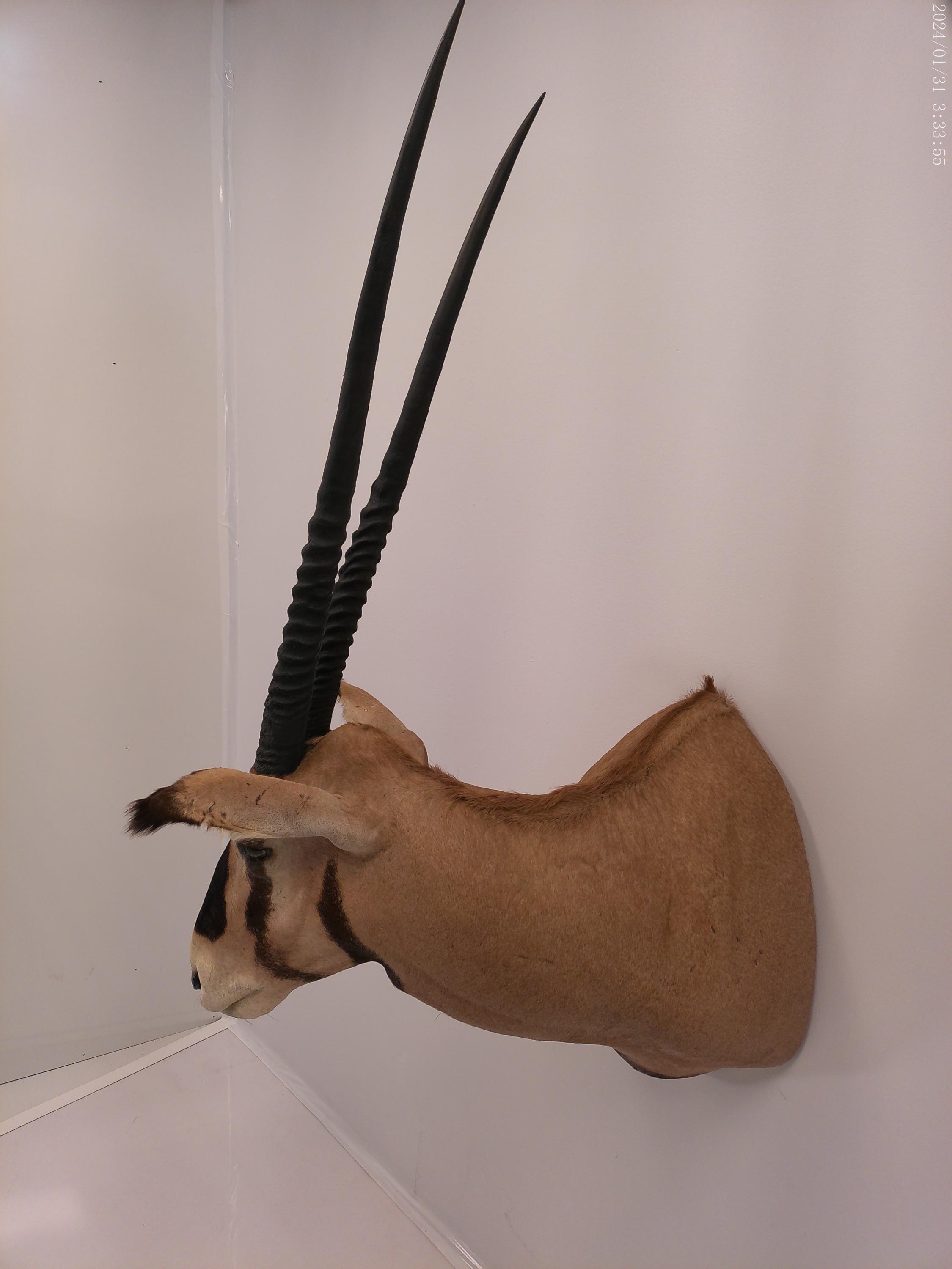 African Oryx Gemsbok Shoulder Mount Taxidermy Trophy - Etsy