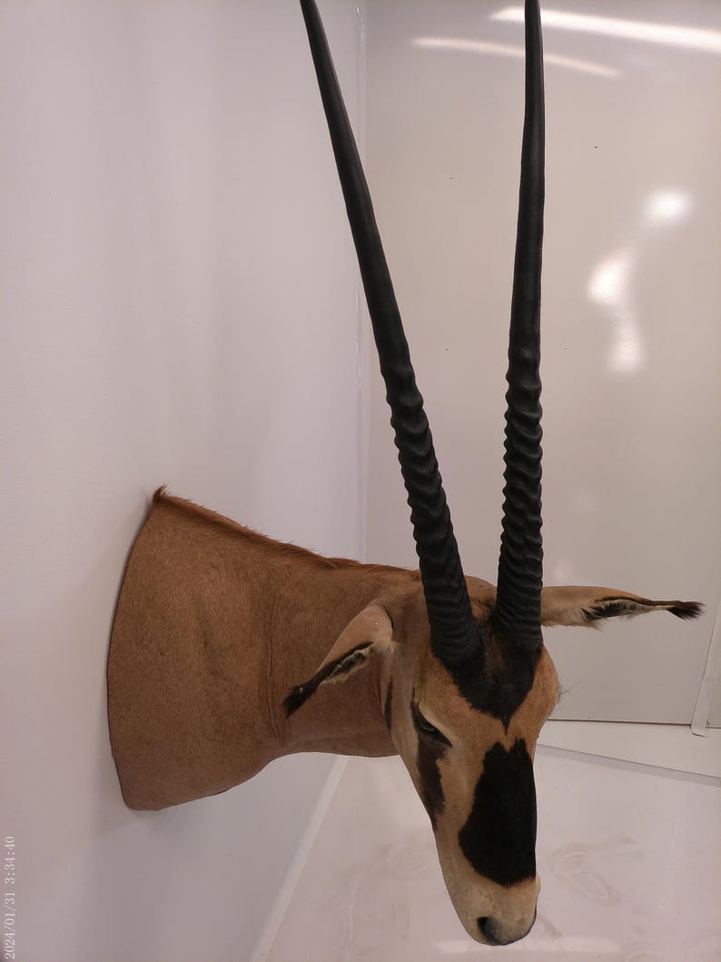 African Oryx Gemsbok Shoulder Mount Taxidermy Trophy - Etsy