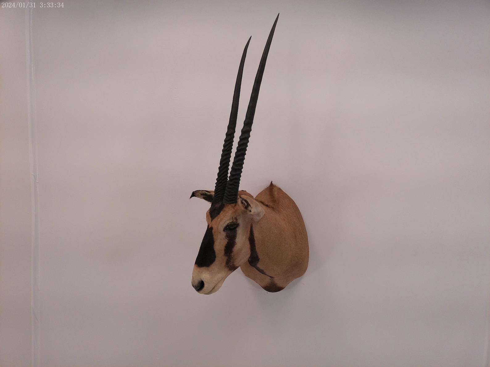 African Oryx Gemsbok Shoulder Mount Taxidermy Trophy - Etsy