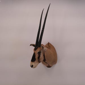 African Oryx Gemsbok Shoulder Mount Taxidermy Trophy - Etsy
