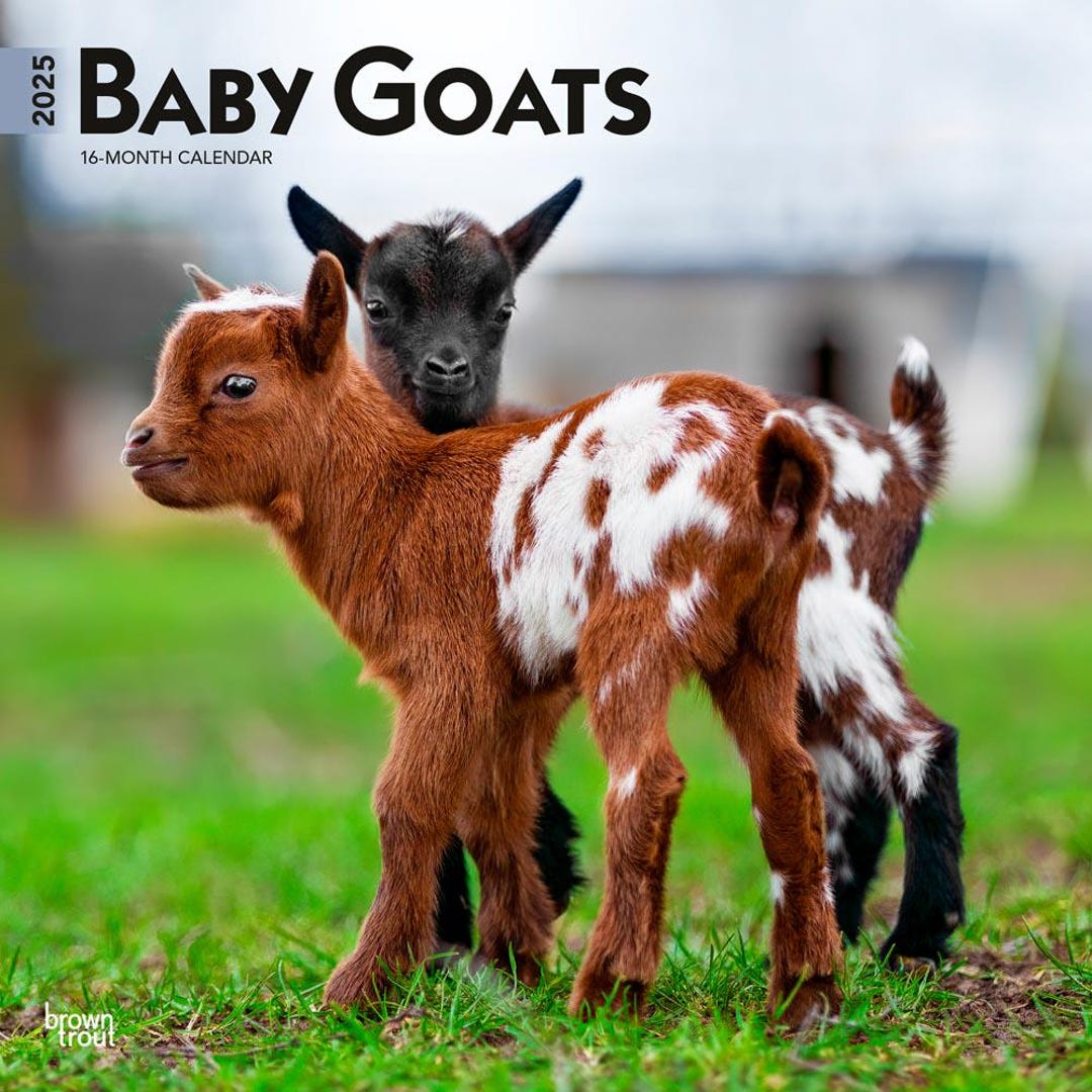Baby Goats | 2025 12 X 24 Inch Monthly Square Wall Calendar | Plastic ...
