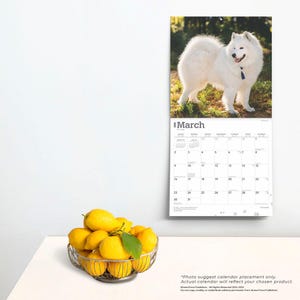 Samoyeds | 2025 12 X 24 Inch Monthly Square Wall Calendar | Plastic ...