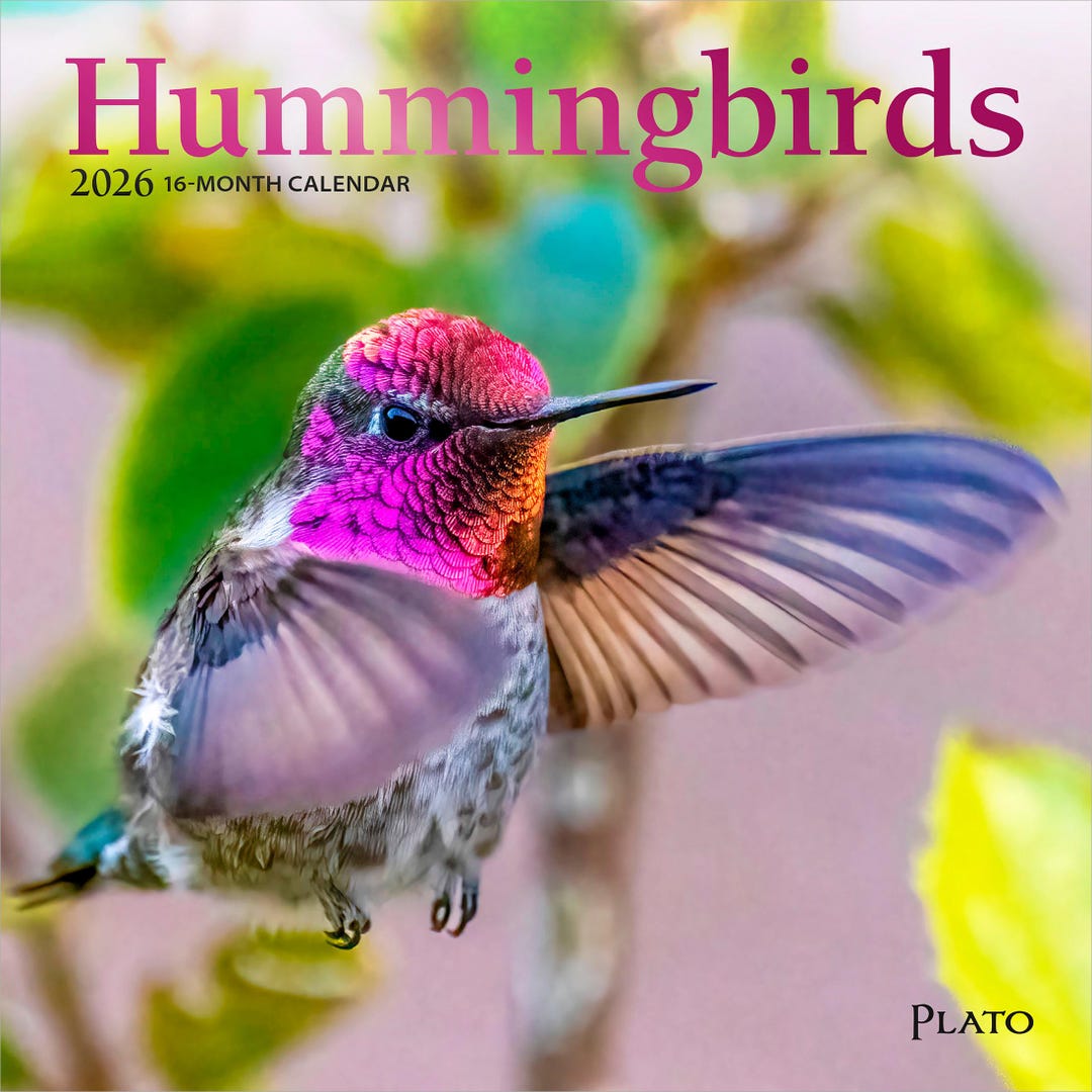 Hummingbirds | 2026 7 X 14 Inch (hanging) Monthly Mini Wall Calendar ...