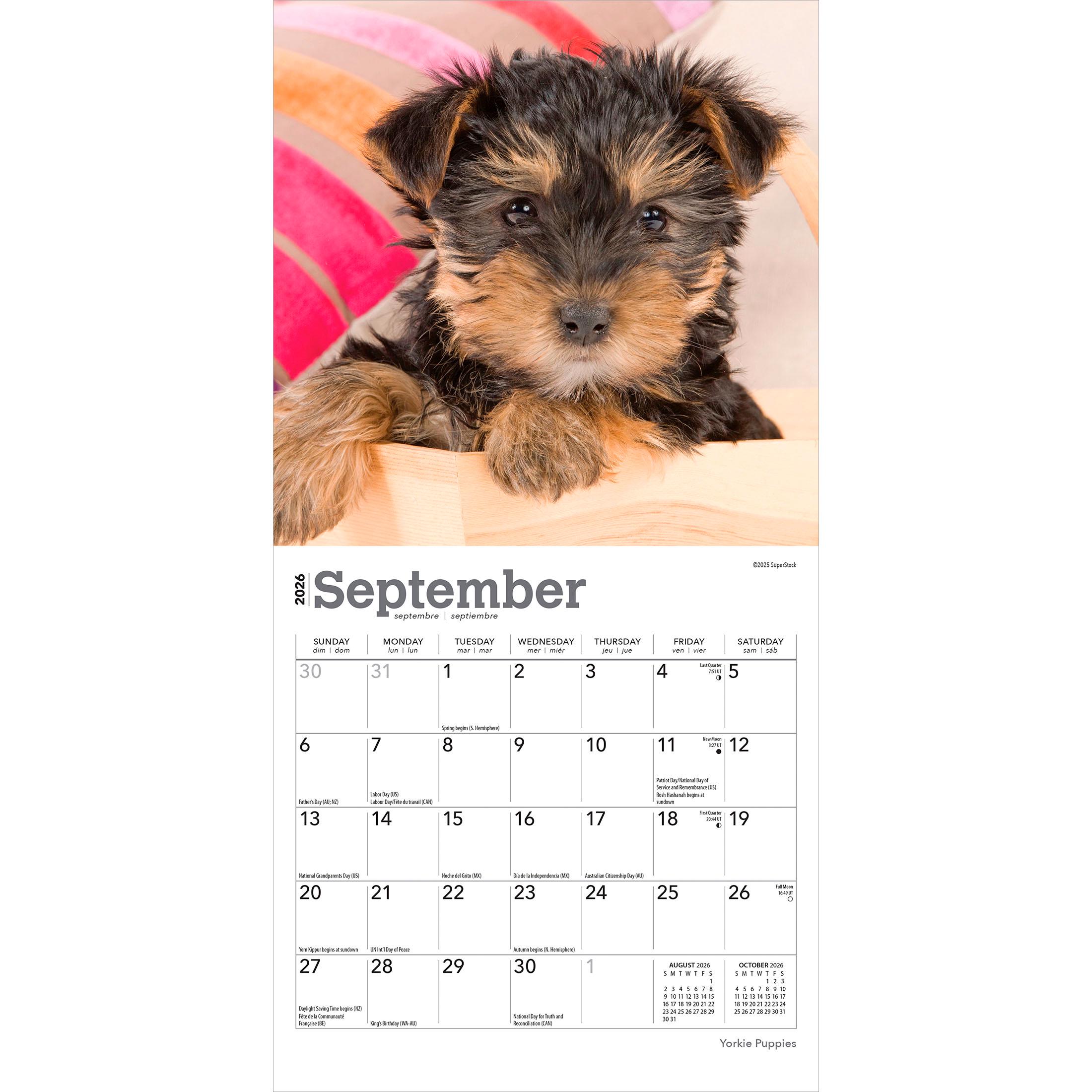 Yorkshire Terrier Puppies | 2026 7 X 14 Inch (hanging) Monthly Mini ...