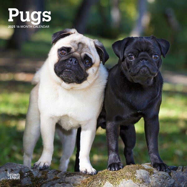 Pugs - Etsy