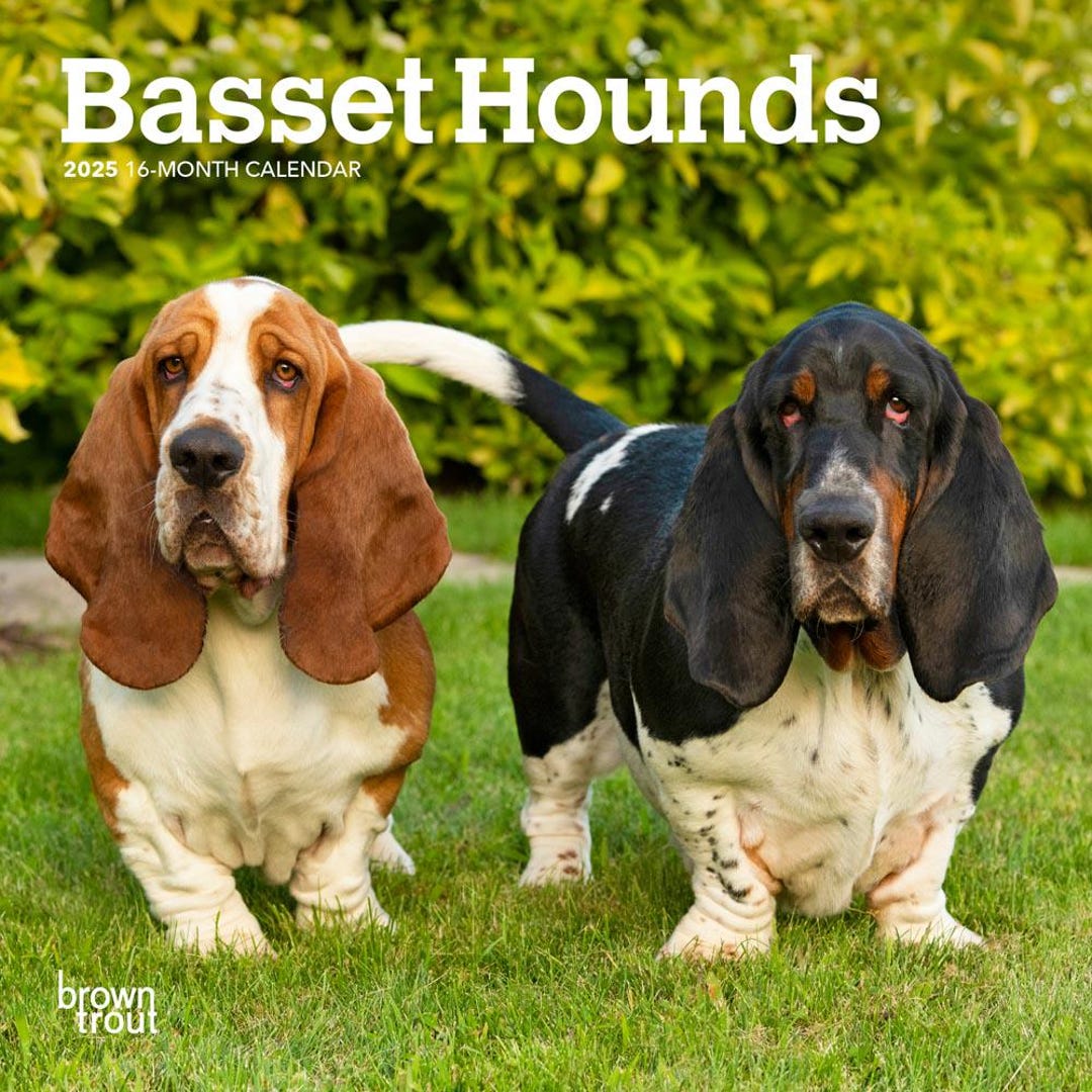 Basset Hounds | 2025 7 X 14 Inch Monthly Mini Wall Calendar ...