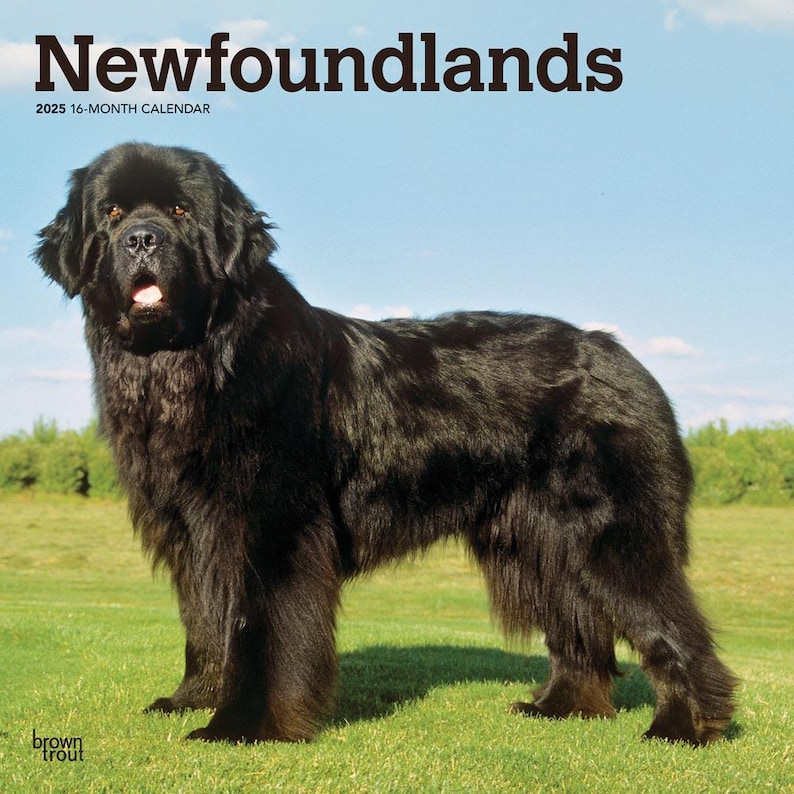 Newfoundlands 2025 12 X 24 Inch Monthly Square Wall Calendar Plastic ...