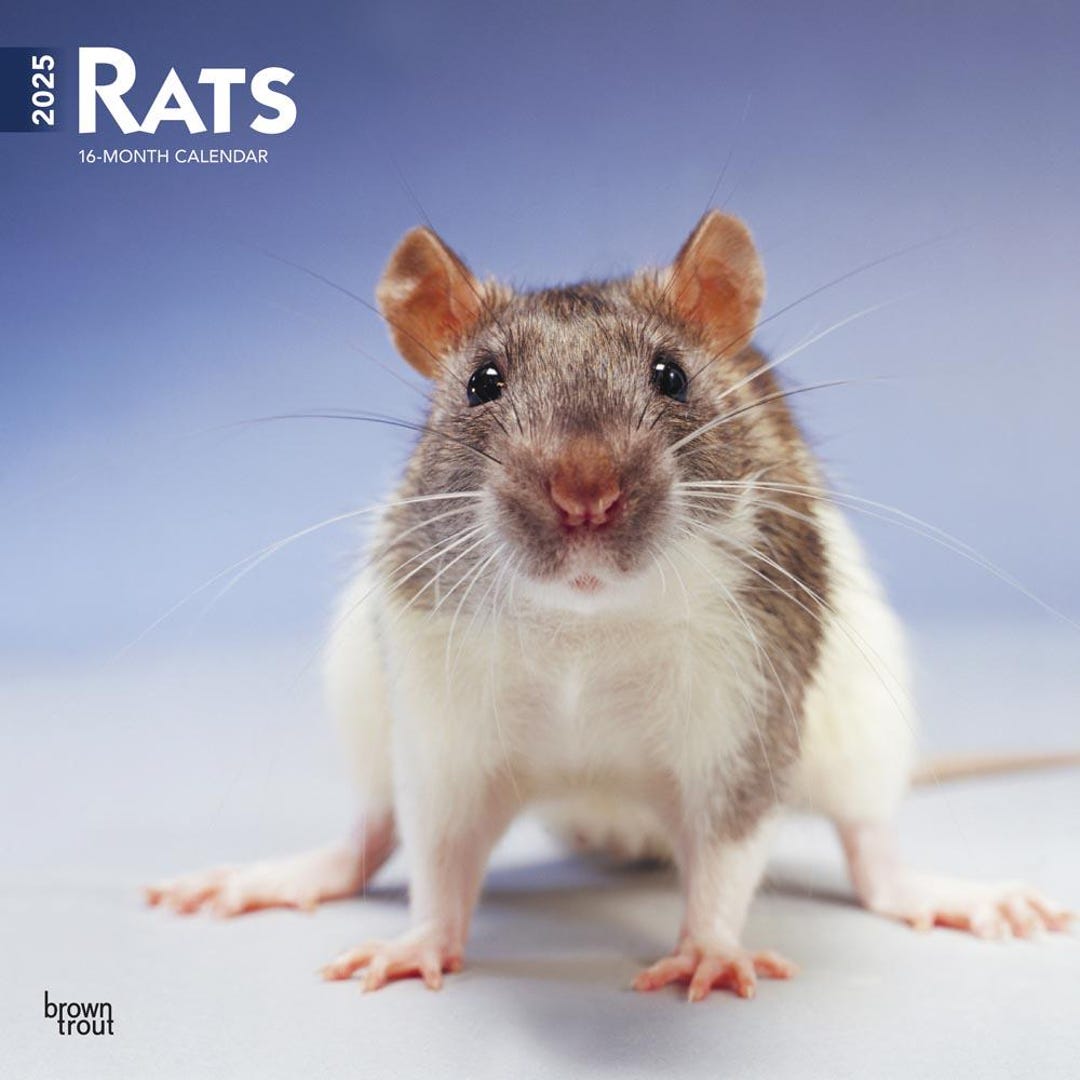 Rats 2025 12 X 24 Inch Monthly Square Wall Calendar Plastic-free ...