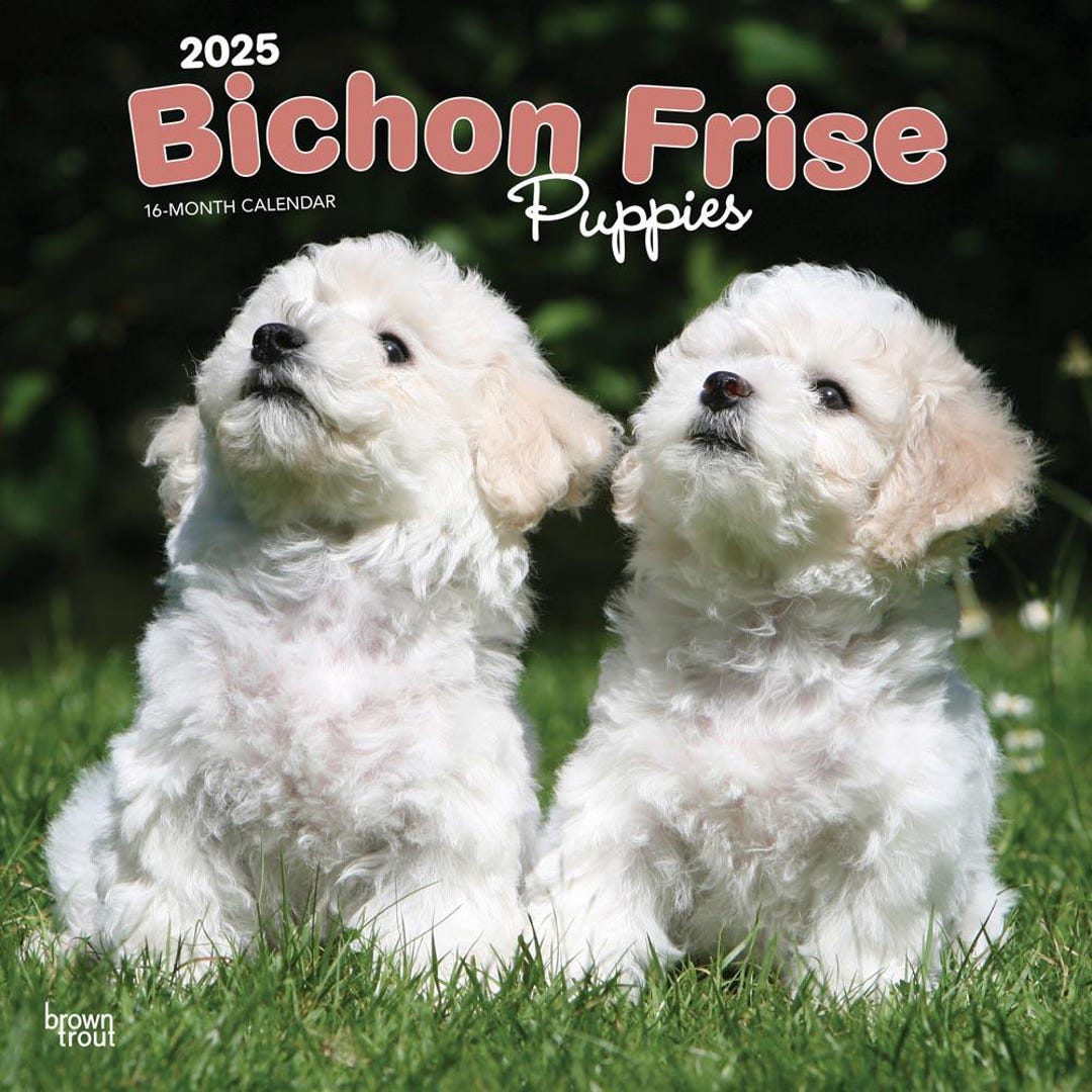 Bichon Frise Puppies | 2025 12 X 24 Inch Monthly Square Wall Calendar ...