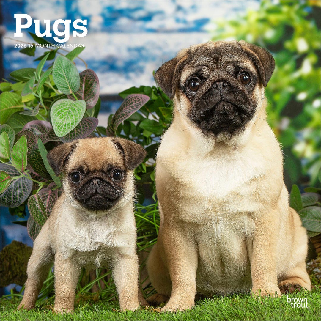 Pugs | 2026 12 X 24 Inch (hanging) Monthly Square Wall Calendar ...