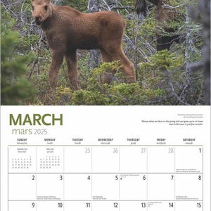 Canadian Geographic Moose OFFICIAL | 2025 12 X 24 Inch Monthly Square ...