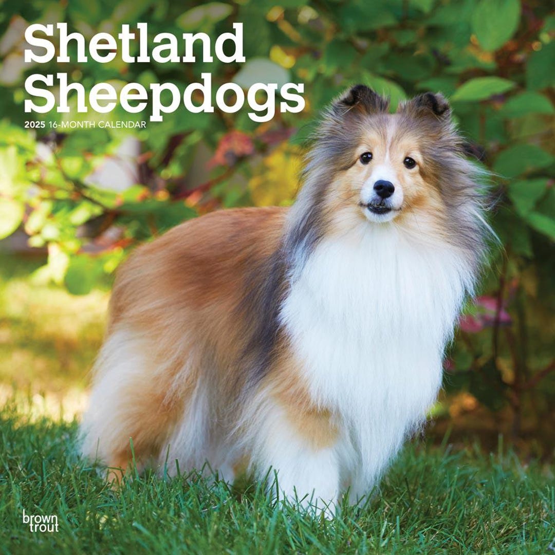 Shetland Sheepdogs | 2025 12 X 24 Inch Monthly Square Wall Calendar ...