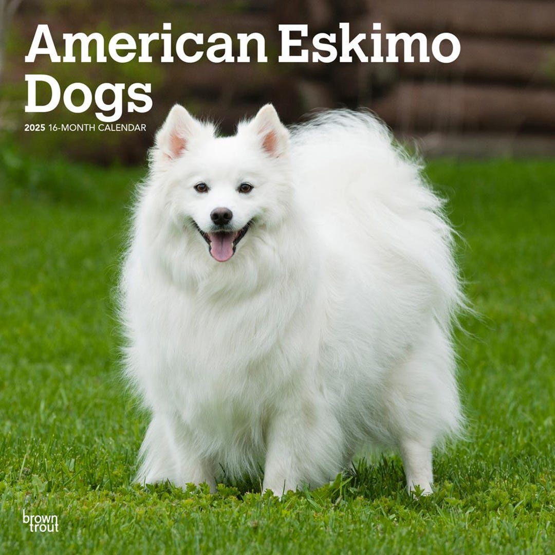 American Eskimo Dogs | 2025 12 X 24 Inch Monthly Square Wall Calendar ...