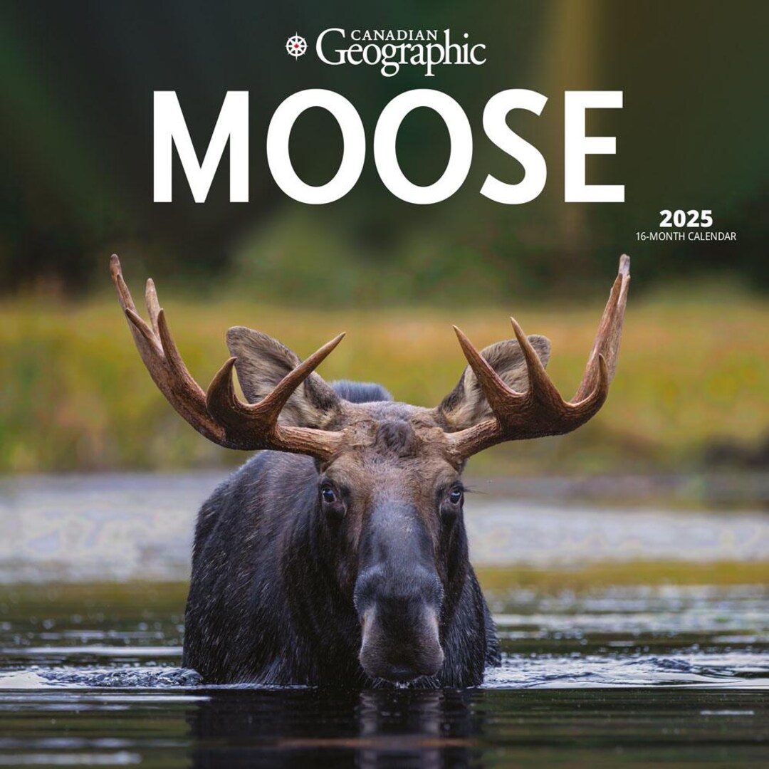 Canadian Geographic Moose OFFICIAL | 2025 12 X 24 Inch Monthly Square ...