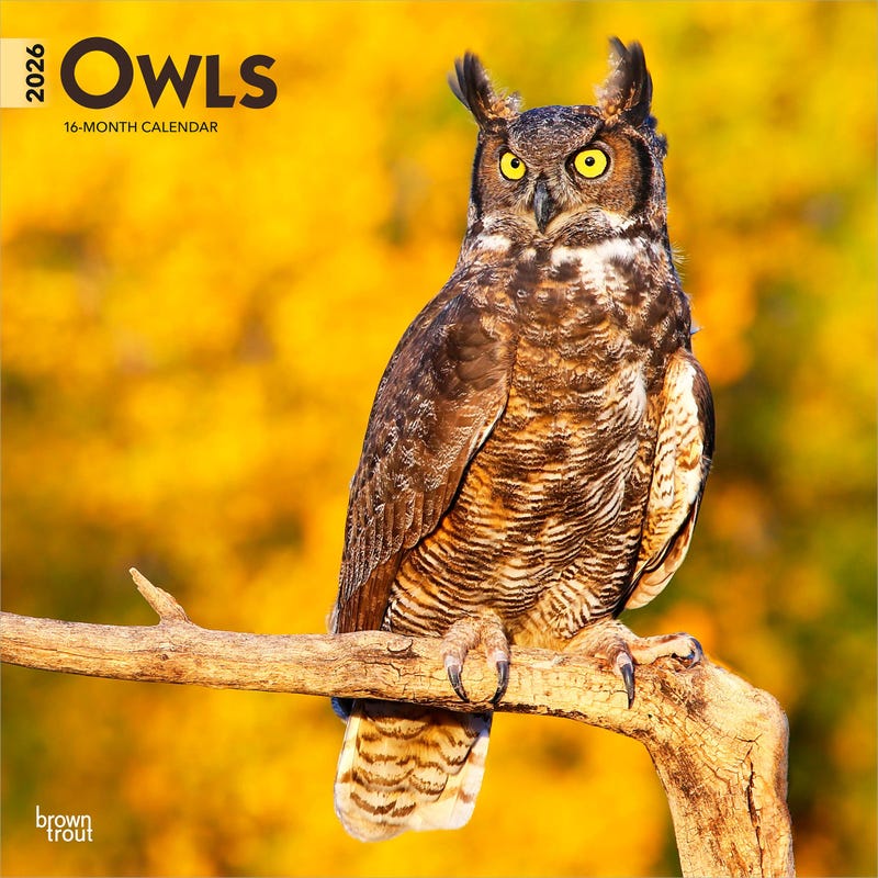 Owls 2026 Calendar - Etsy