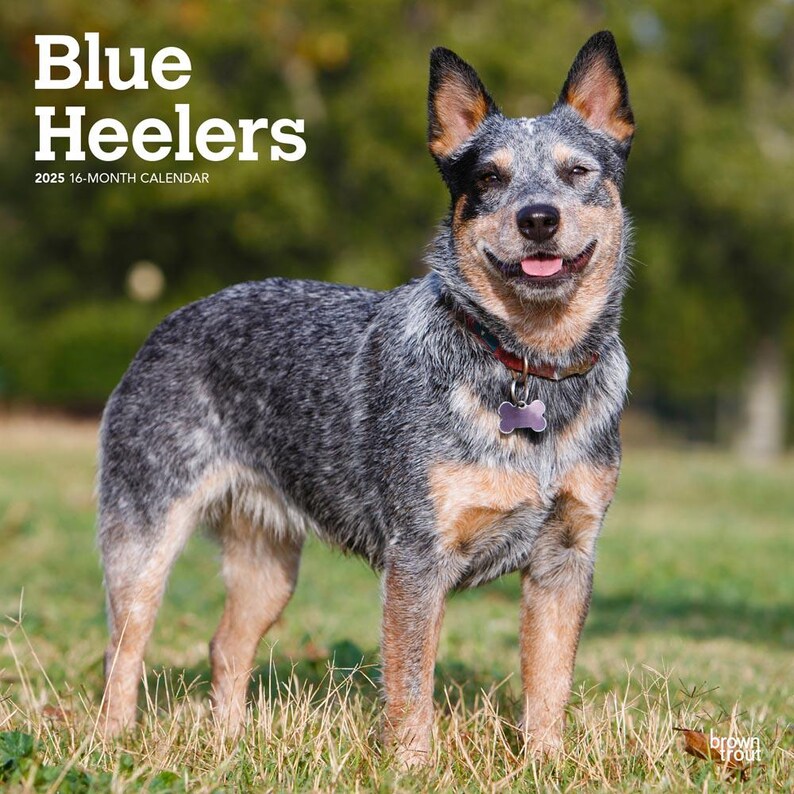 Blue Heelers 2025 12 X 24 Inch Monthly Square Wall Calendar Plastic ...