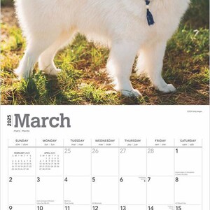 Samoyeds | 2025 12 X 24 Inch Monthly Square Wall Calendar | Plastic ...