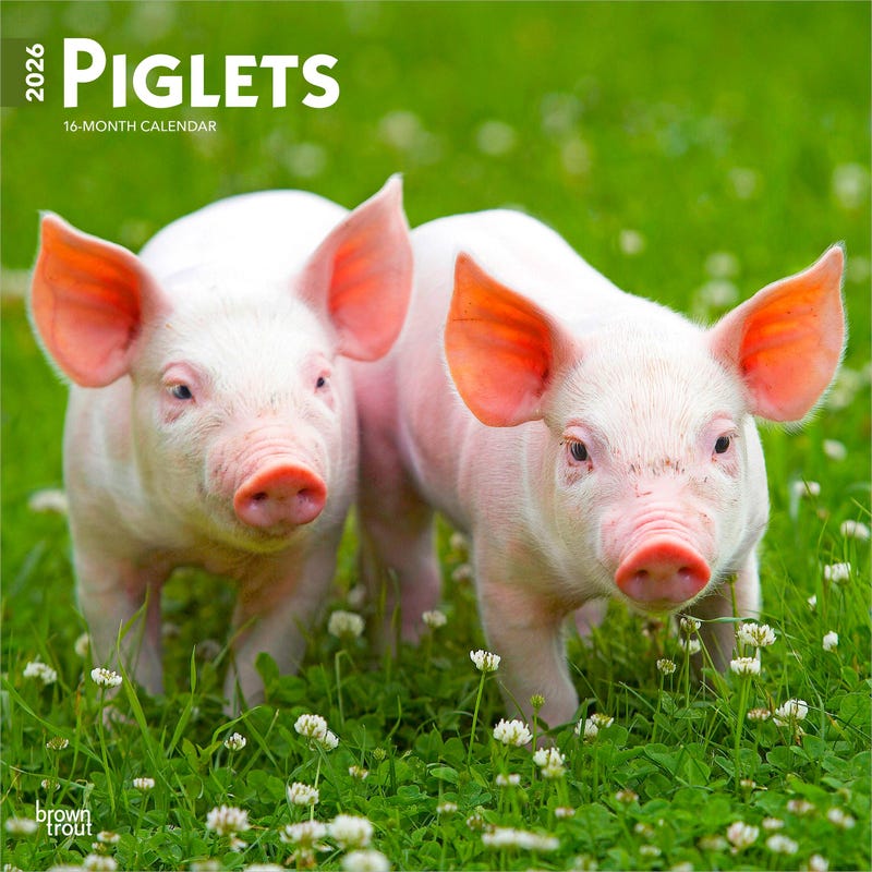 2026 Pig Calendar - Etsy