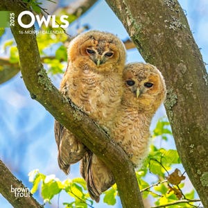 Owls | 2025 7 X 14 Inch Monthly Mini Wall Calendar | Browntrout ...