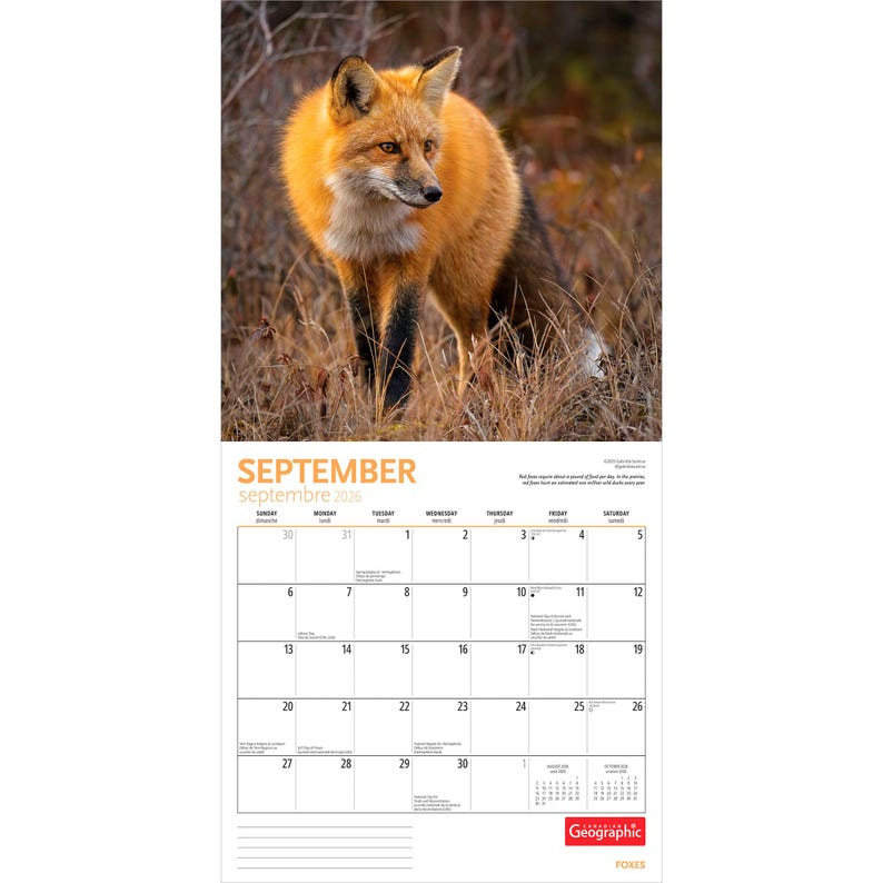 Canadian Geographic Foxes OFFICIAL | 2026 12 X 24 Inch (hanging ...