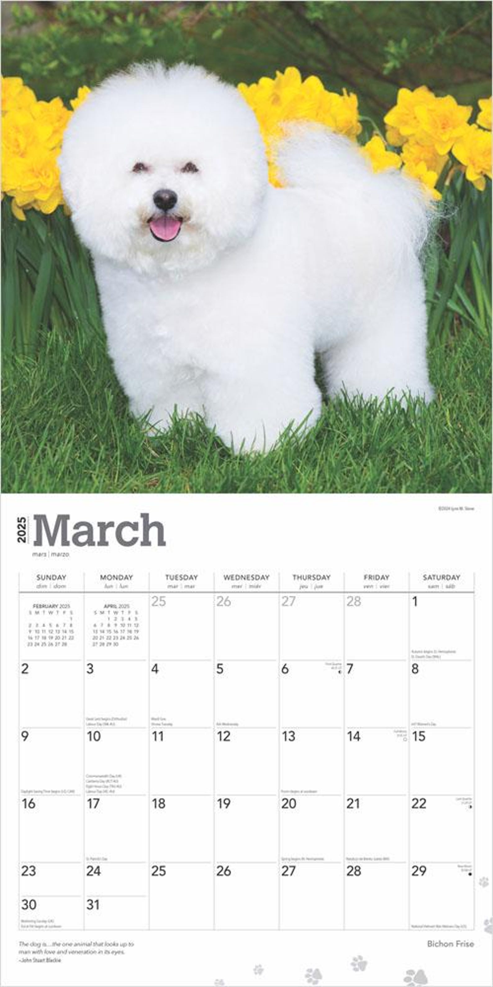 Bichon Frise 2025 12 X 24 Inch Monthly Square Wall Calendar Plastic ...