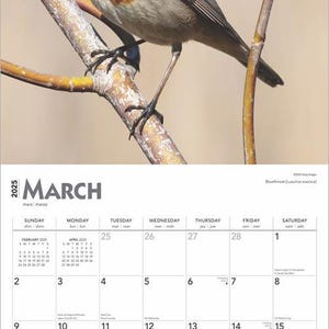 Songbirds 2025 12 X 24 Inch Monthly Square Wall Calendar Foil Stamped ...