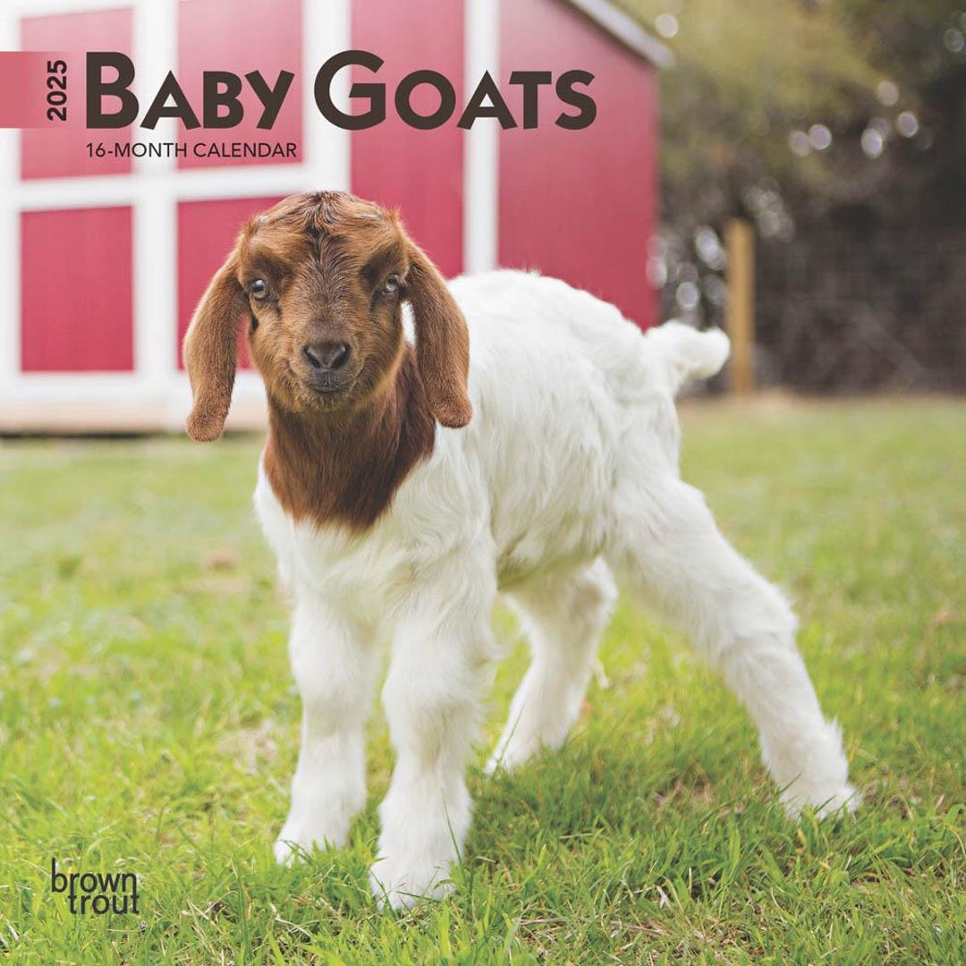 Baby Goats | 2025 7 X 14 Inch Monthly Mini Wall Calendar | Browntrout ...
