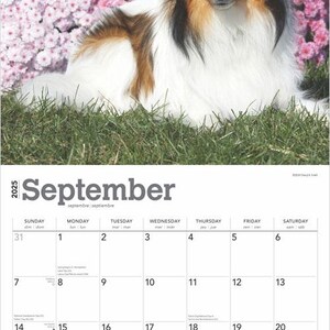 Shetland Sheepdogs | 2025 12 X 24 Inch Monthly Square Wall Calendar ...