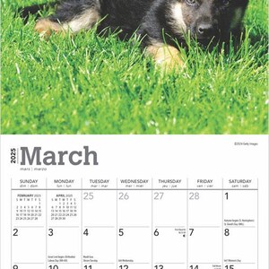 German Shepherd Puppies | 2025 7 X 14 Inch Monthly Mini Wall Calendar ...