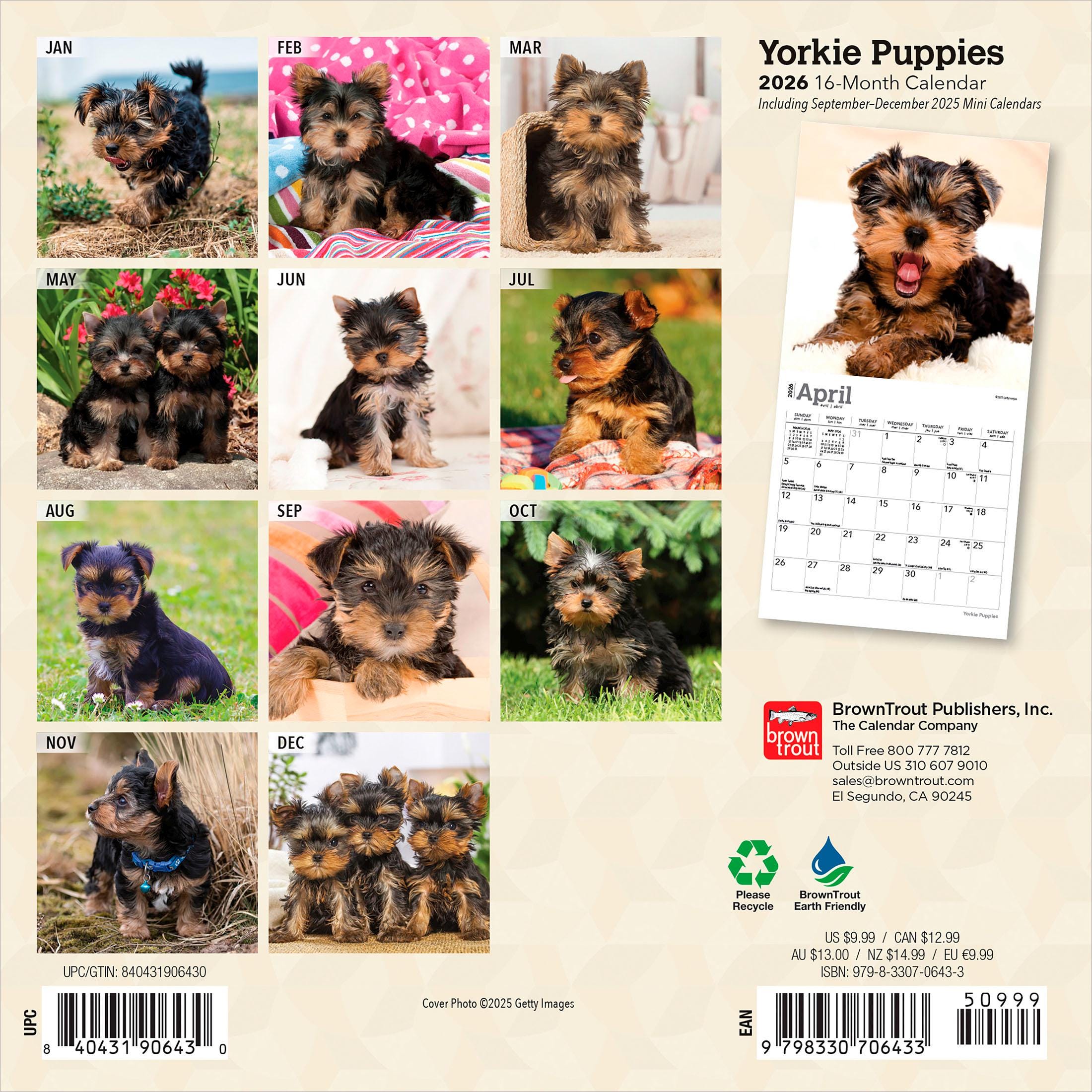 Yorkshire Terrier Puppies | 2026 7 X 14 Inch (hanging) Monthly Mini ...