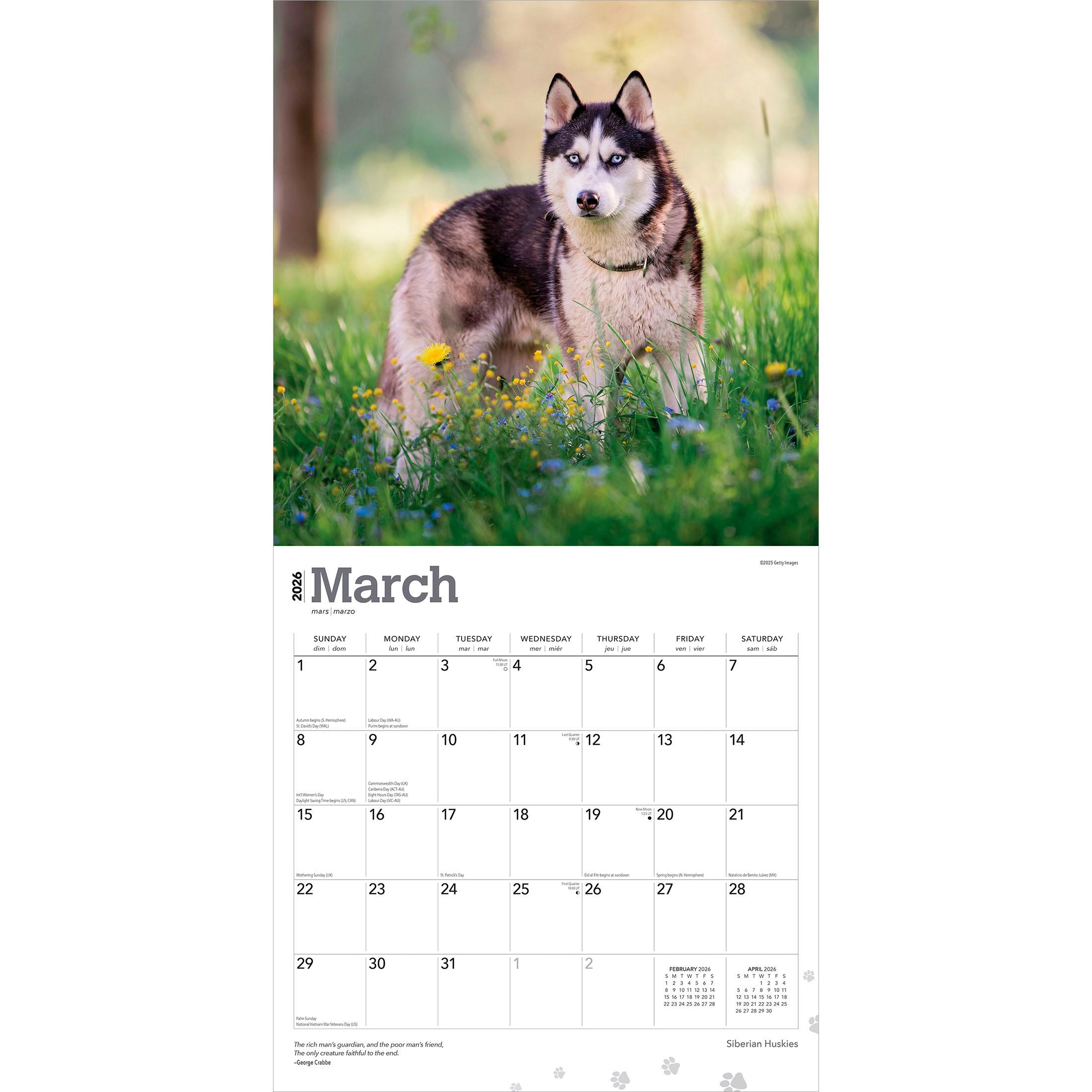 Siberian Huskies | 2026 12 X 24 Inch (hanging) Monthly Square Wall ...