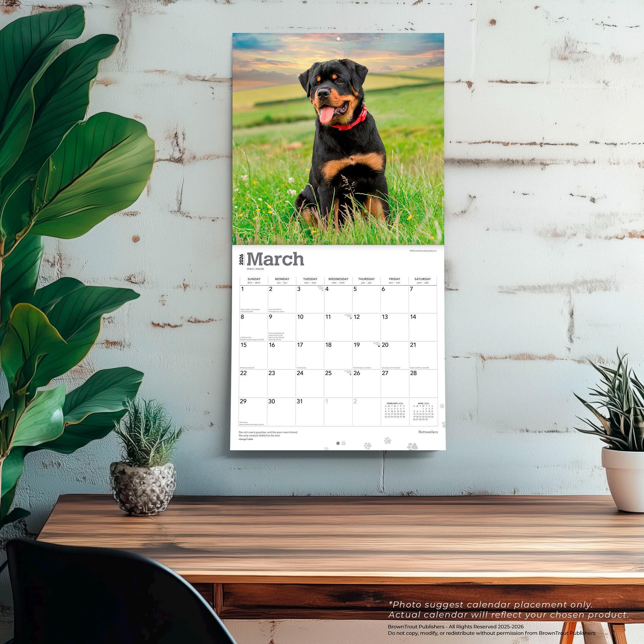 Rottweilers | 2026 12 X 24 Inch (hanging) Monthly Square Wall Calendar ...