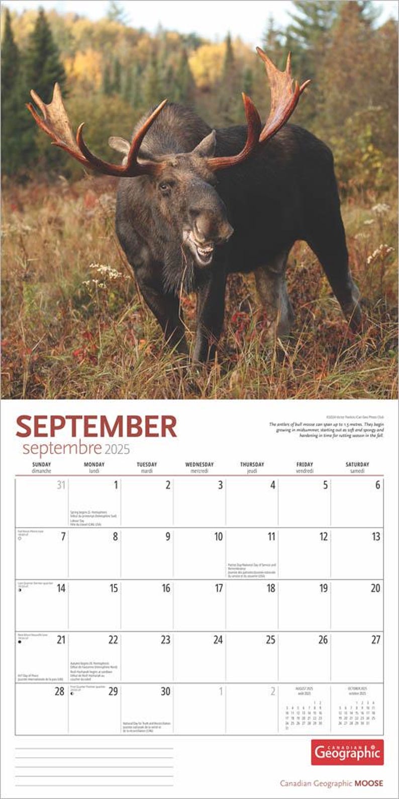 Canadian Geographic Moose OFFICIAL 2025 12 X 24 Inch Monthly Square ...