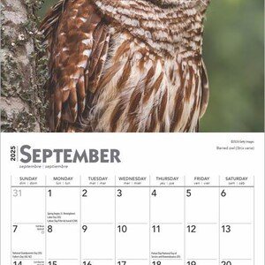 Owls | 2025 7 X 14 Inch Monthly Mini Wall Calendar | Browntrout ...