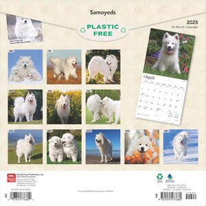 Samoyeds | 2025 12 X 24 Inch Monthly Square Wall Calendar | Plastic ...